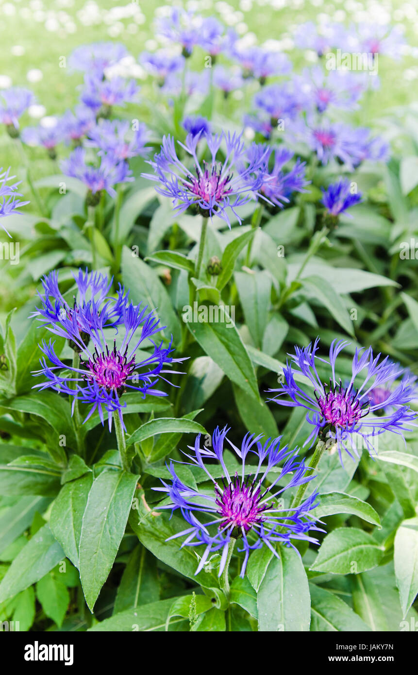 Beautiful cornflowers in the meadow, close-up Stock Photo - Alamy