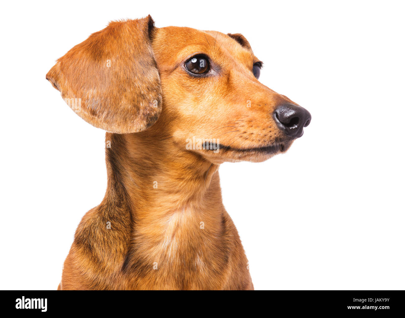 Worshond High Resolution Stock Photography and Images - Alamy