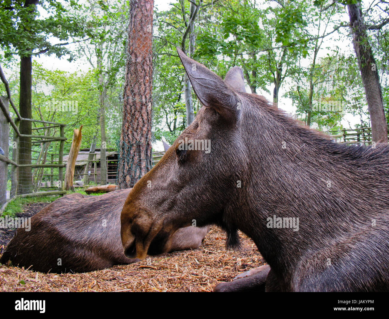 Stockholm zoo sweden hi-res stock photography and images - Alamy