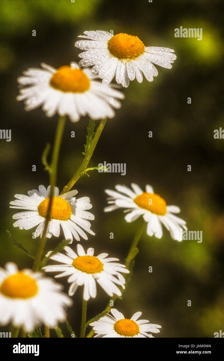 Blossom camomile hi-res stock photography and images - Alamy