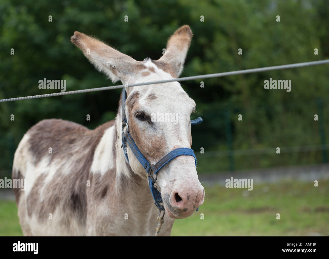 Funny donkey looking camera hi-res stock photography and images - Alamy