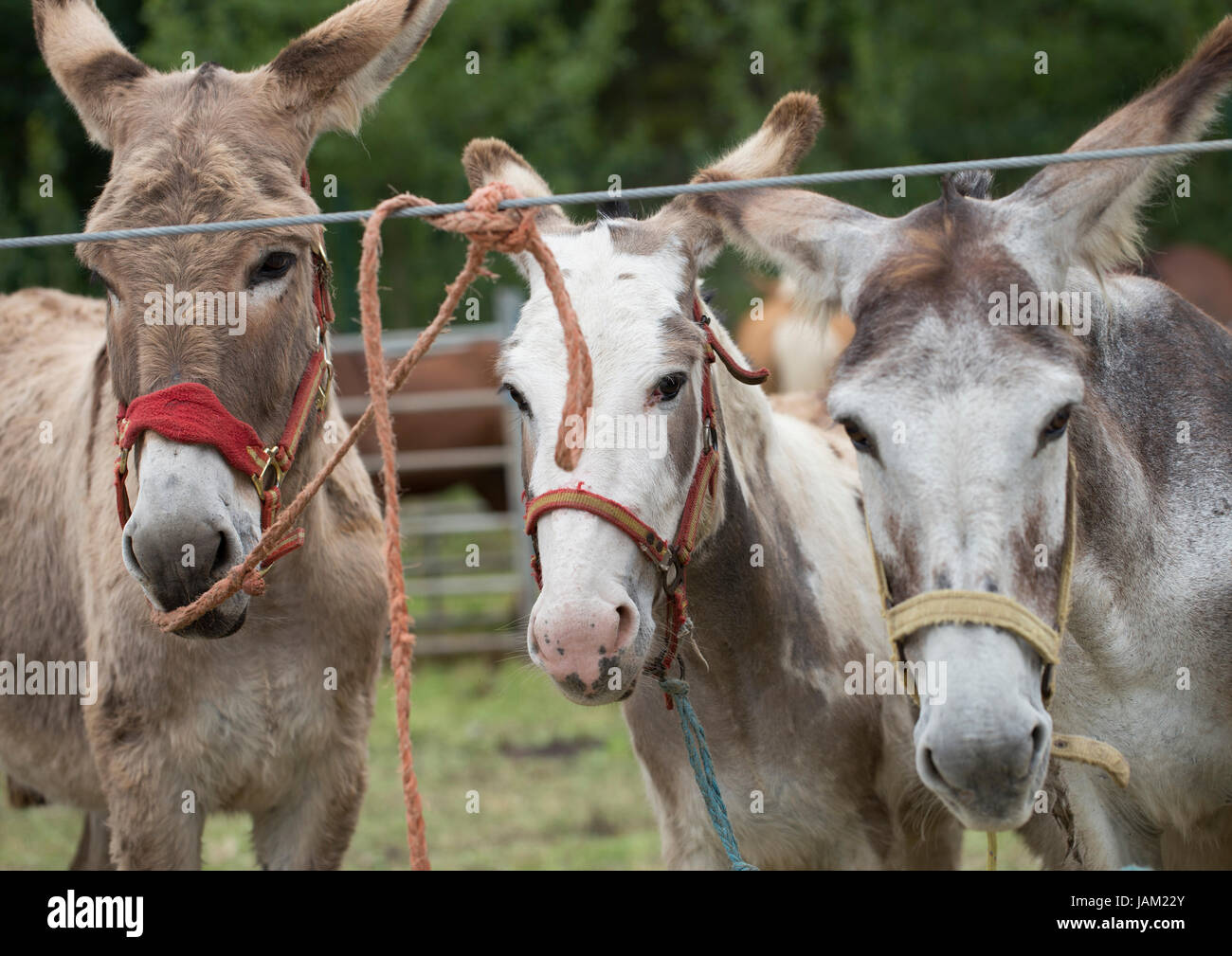 Funny donkey looking camera hi-res stock photography and images - Alamy