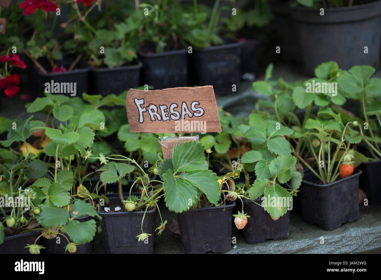 Strawberry strawberries spain spanish hi-res stock photography and ...