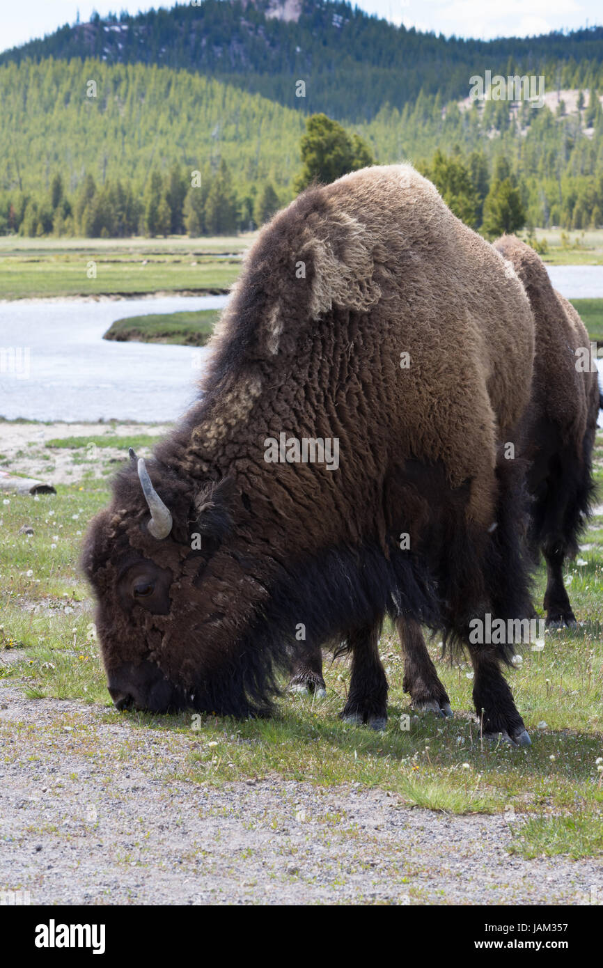 Multiple bison hi-res stock photography and images - Alamy