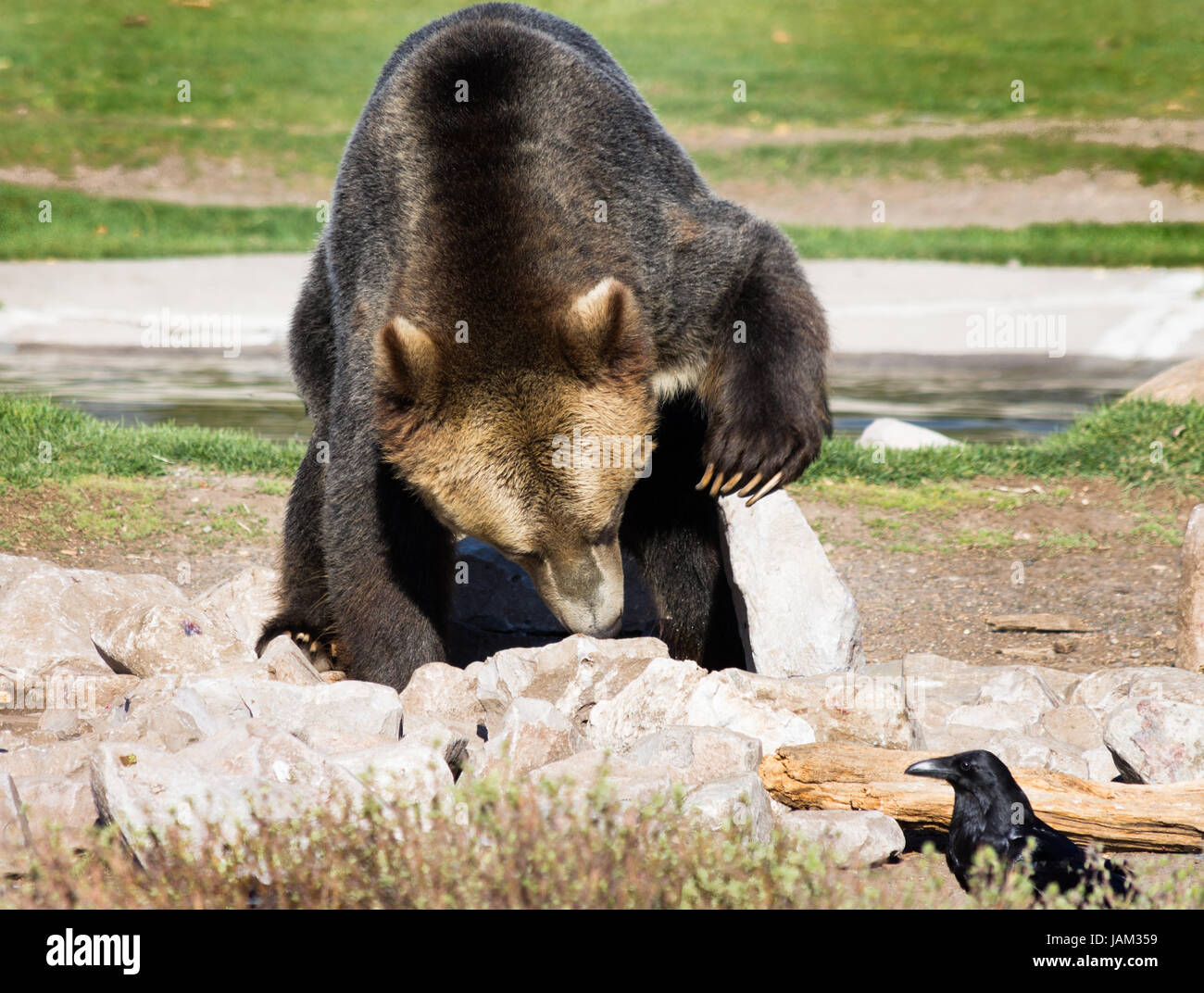 Close up of adult grizzly bear searching for food under rocks in the ...