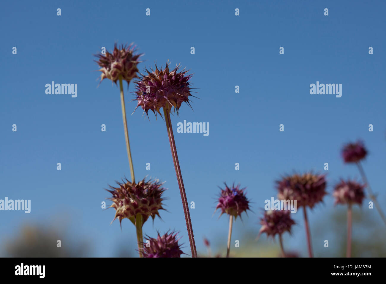 Chia plant (Salvia columbariae) growing in its natural habitat - Mojave ...