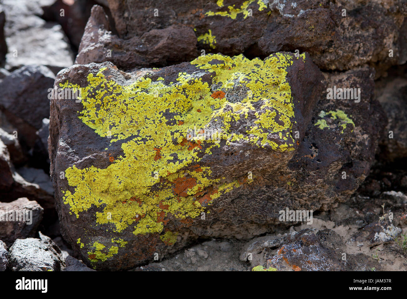 Lichens on the rock hi-res stock photography and images - Alamy