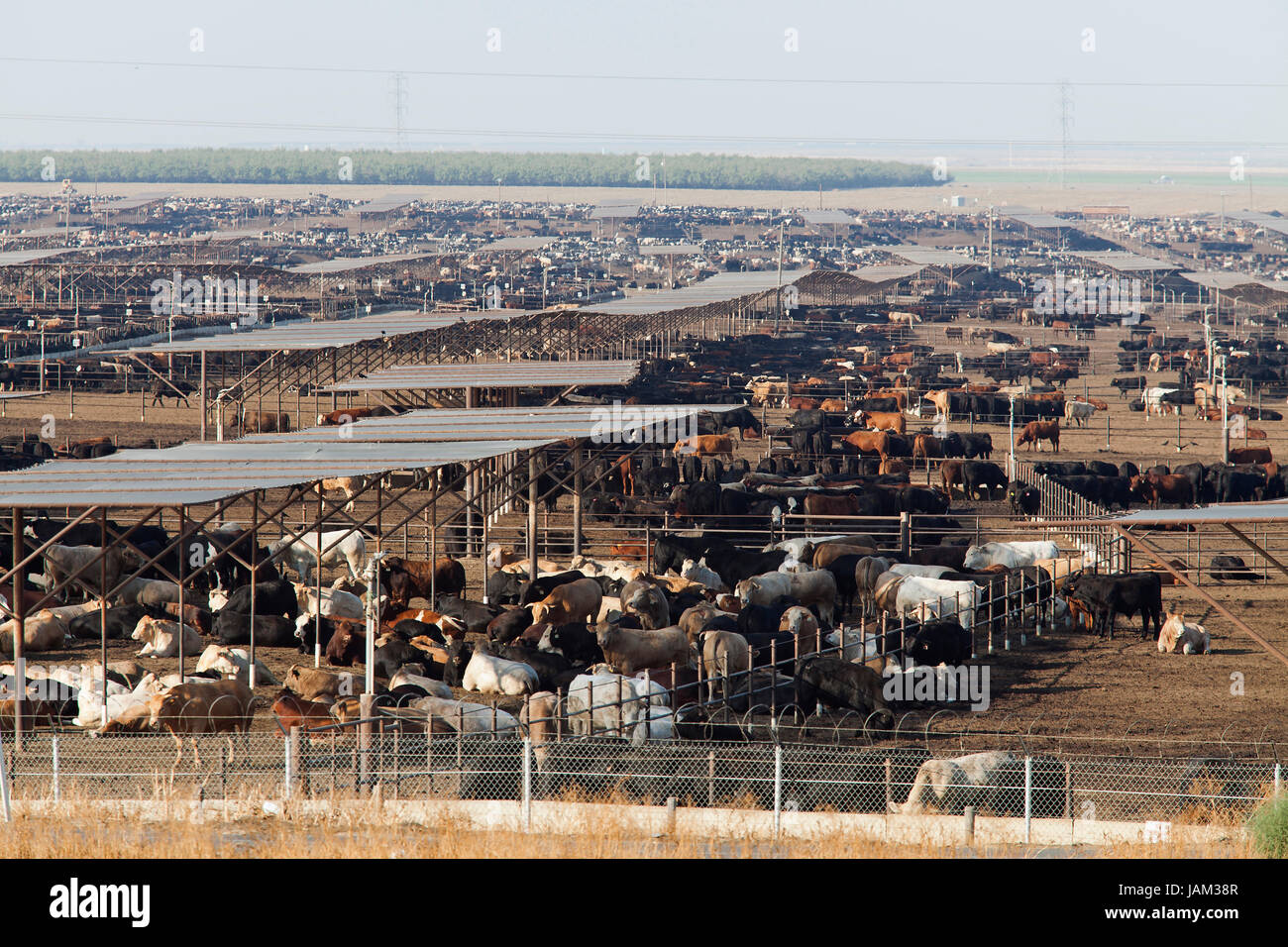 Harris Cattle Ranch, large scale beef cattle farm - California USA ... Harris Cattle Ranch, large scale beef cattle farm - California USA ...