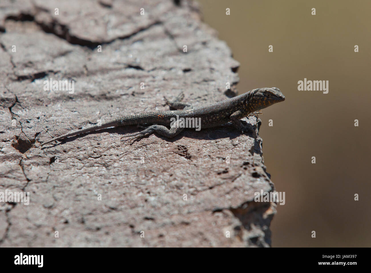 Desert lizards hi-res stock photography and images - Alamy