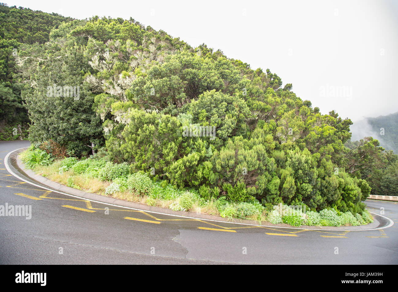 Curvy, round switchback, with incredible plants and trees, the wild ...