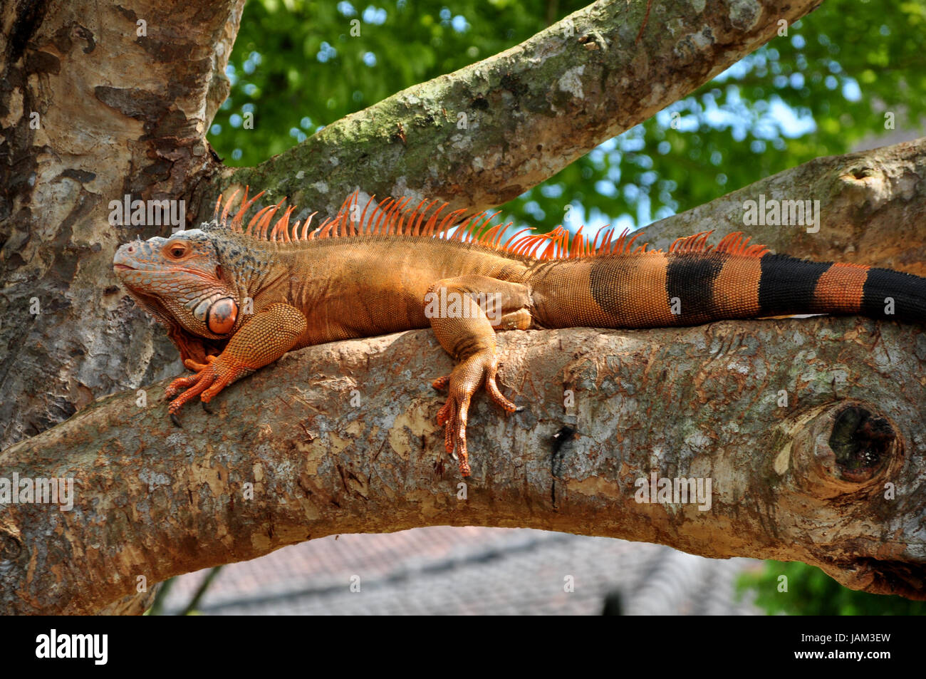 Iguana on tree Stock Photo - Alamy