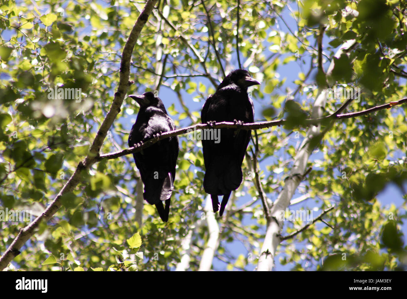 Raven view from below. Two friends. Tough paws on the rod. Photo for ...