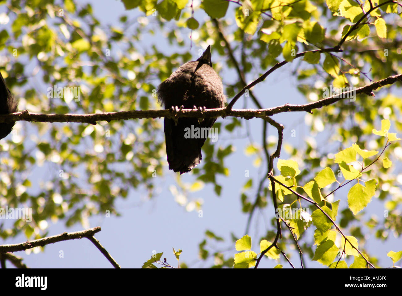 Raven view from below. Tough paws on the rod. Photo for your design ...