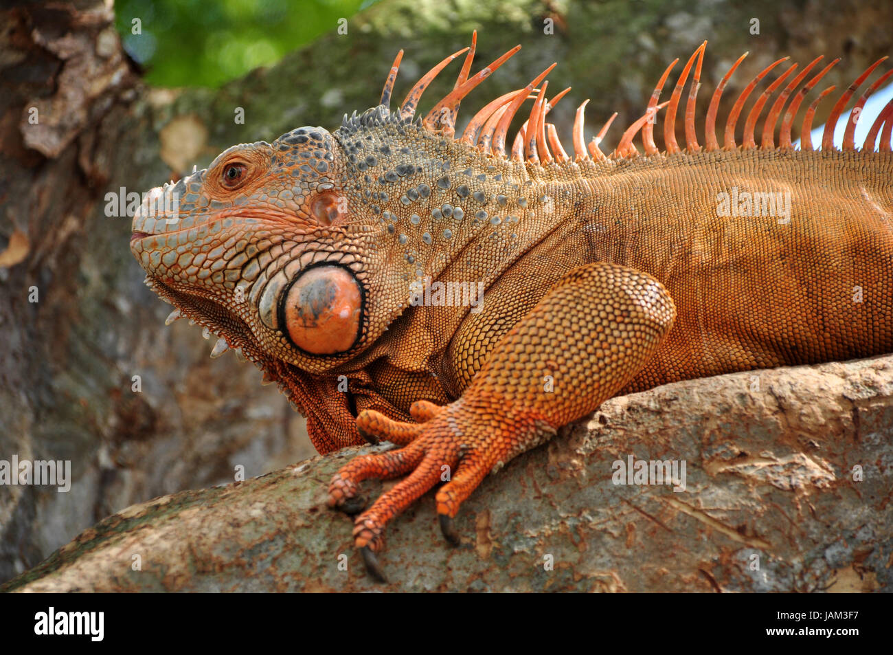 Belize iguana tree hi-res stock photography and images - Alamy