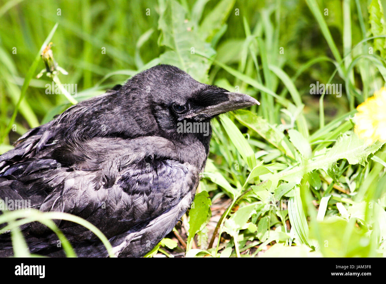 The crows head is sitting in the grass. Ambush. Photo for your design ...