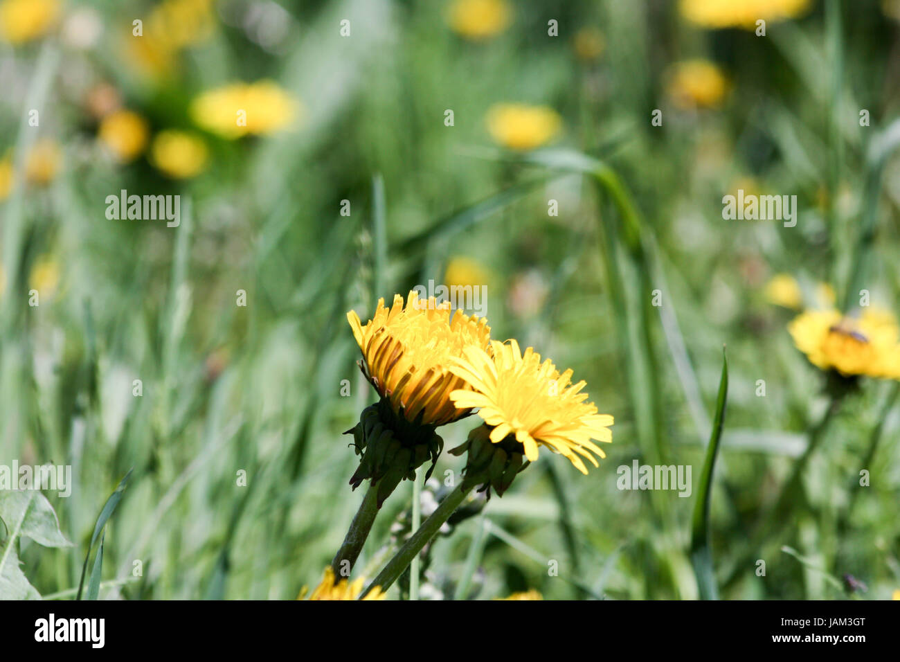 Dandelion two flowers grow together. wildflowers. Photo for your design ...
