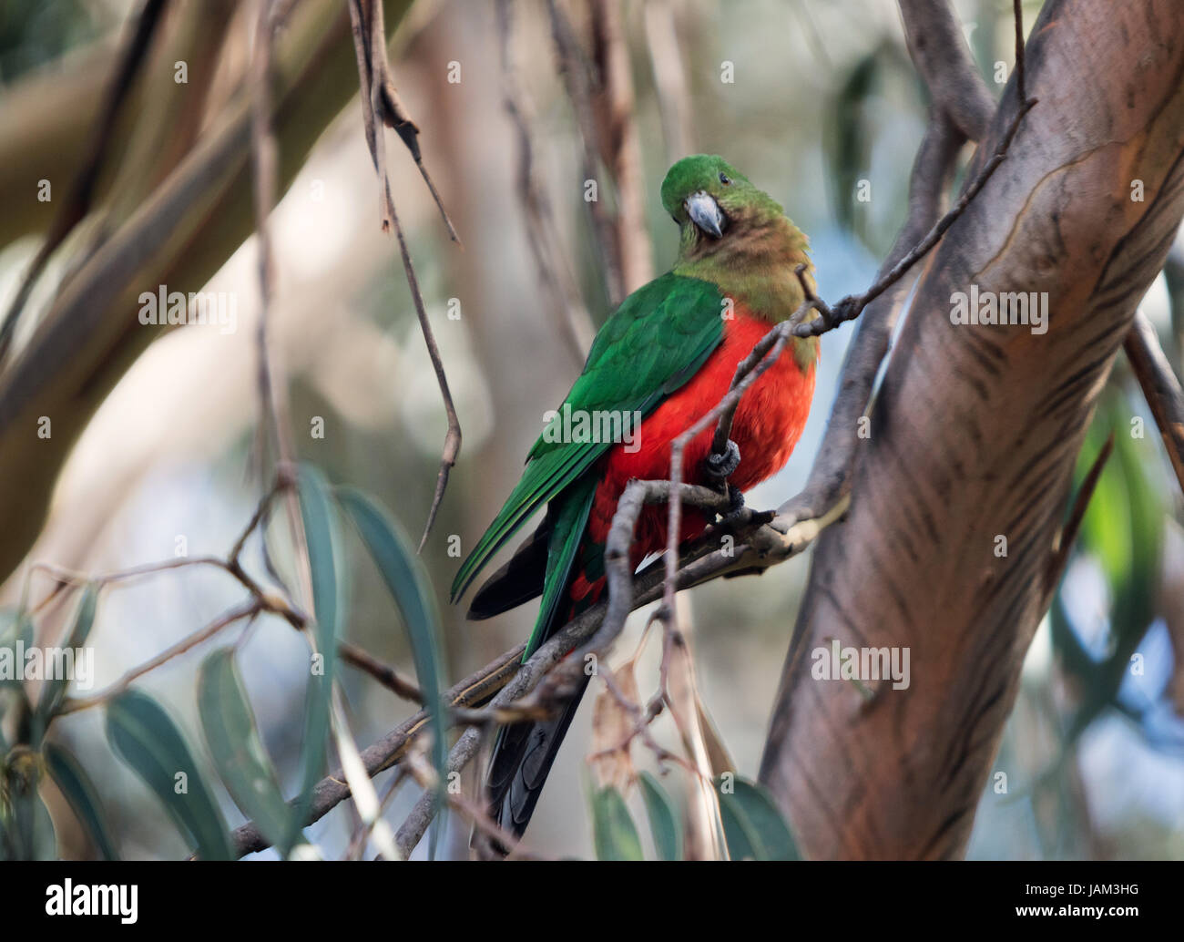 lookout at the scenery along the coast along the Great Ocean Road ...