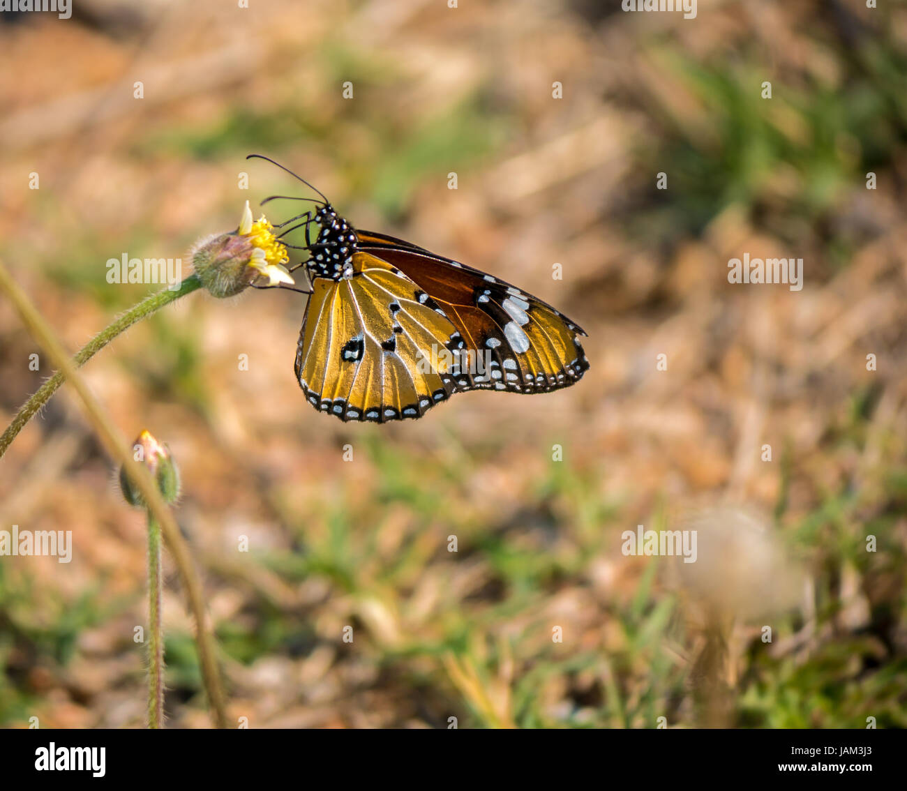 African Butterfly Stock Photos & African Butterfly Stock Images - Alamy