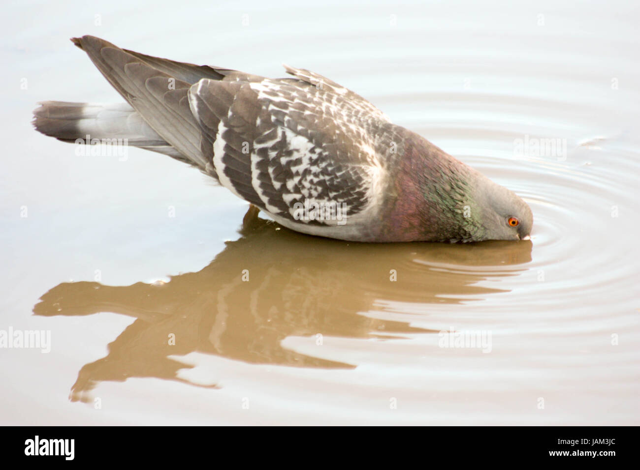 Dove drinking from a puddle. reflection in water. Photo for your design ...