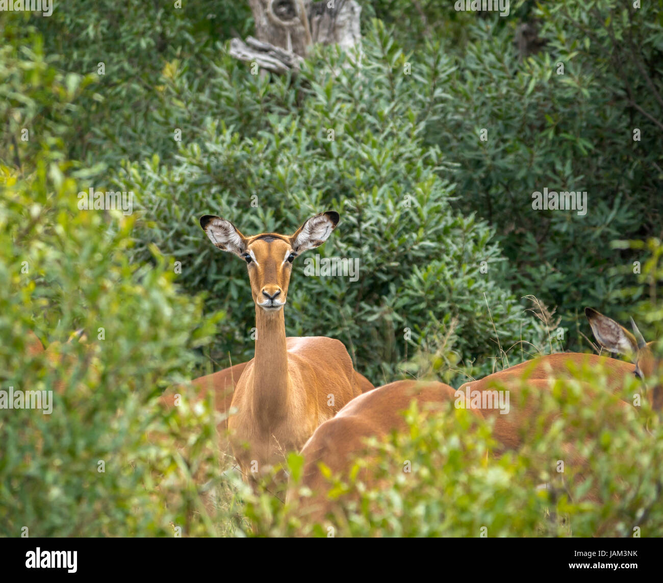 Female antelopes hi-res stock photography and images - Alamy