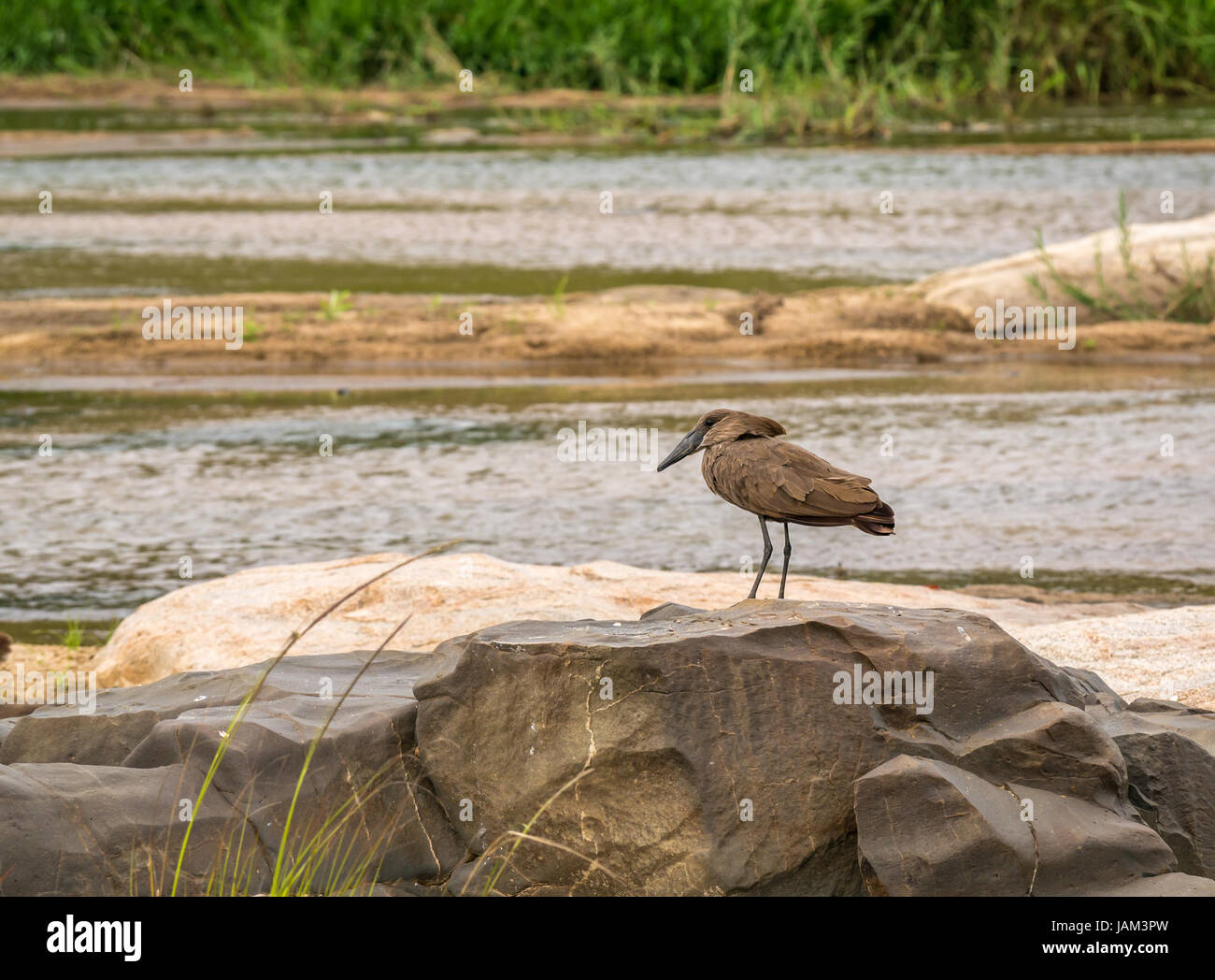 Hamerkop hammerhead scopus umbretta bird hi-res stock photography and ...