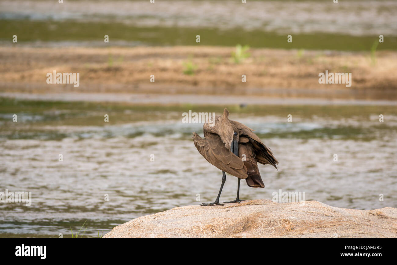 Hamerkop hammerhead scopus umbretta bird hi-res stock photography and ...