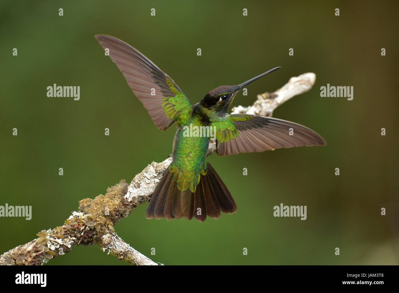 Magnificent Hummingbird (Eugenes fulgens) female perched on twig with ...