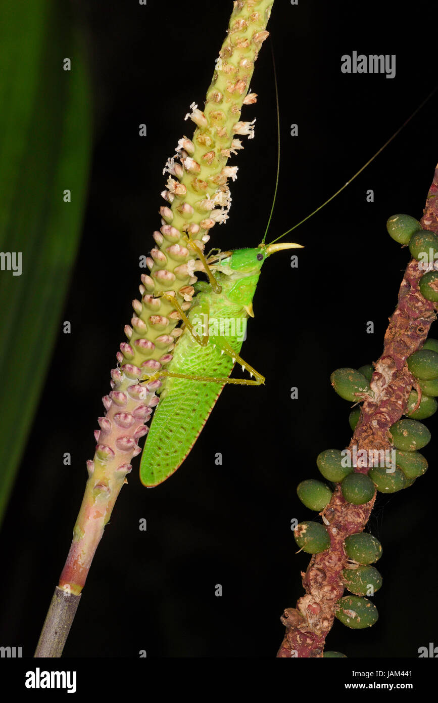 Copiphora rhinoceros hi-res stock photography and images - Alamy