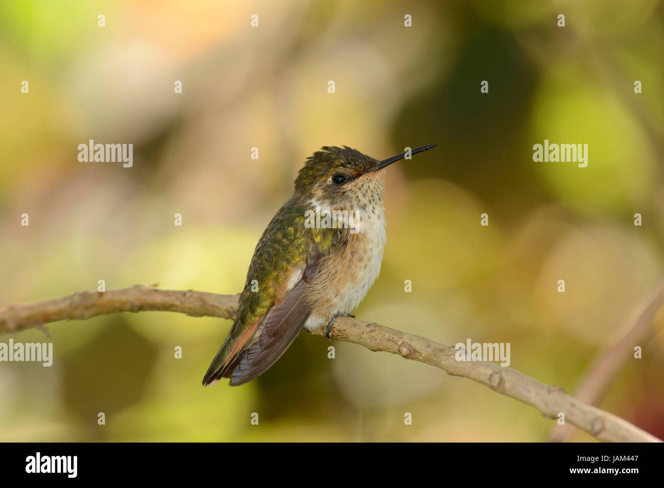 Volcano Hummingbird (Selasphorus flammula) female perched on twig ...