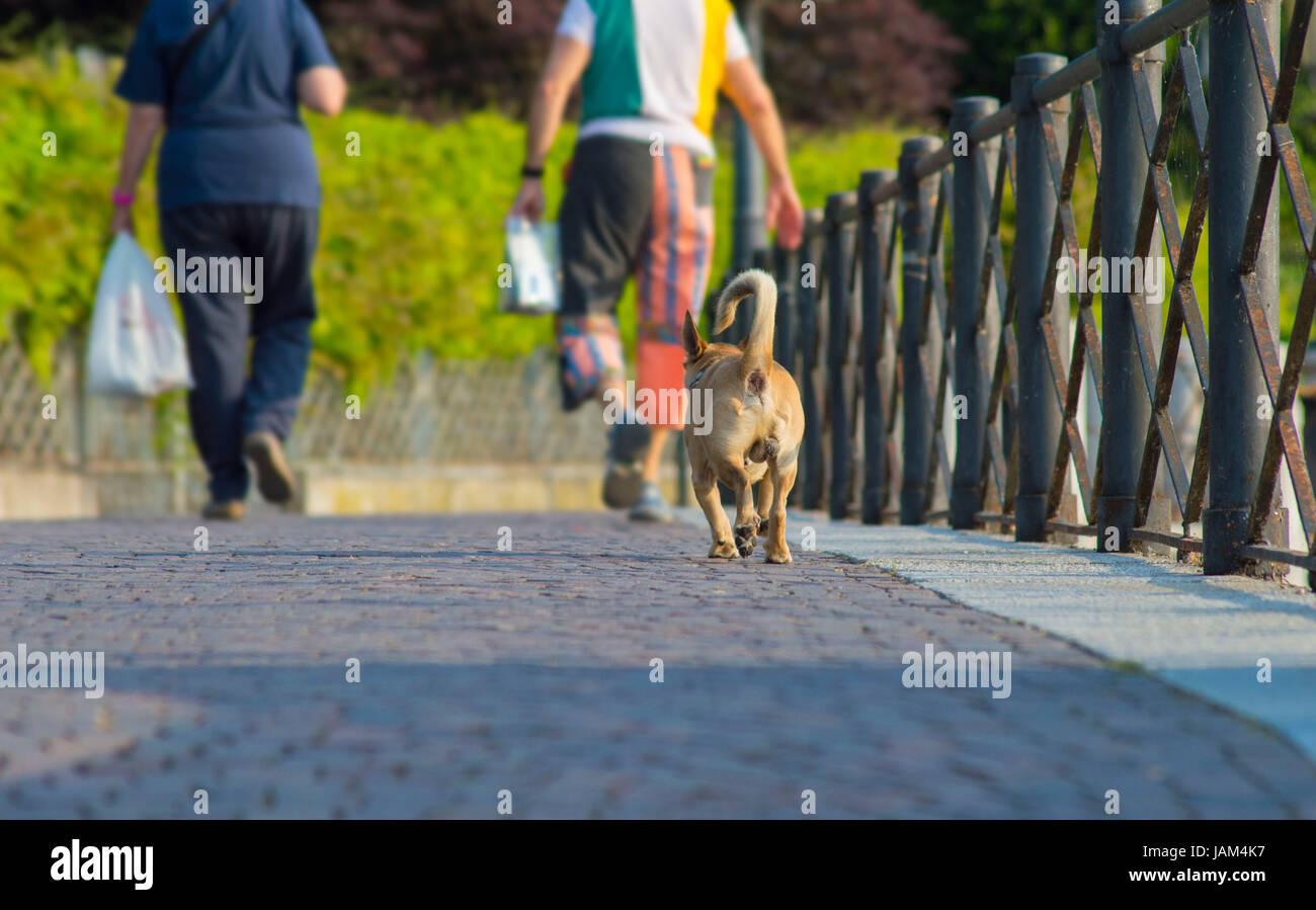 Stray dog and italy hi-res stock photography and images - Alamy