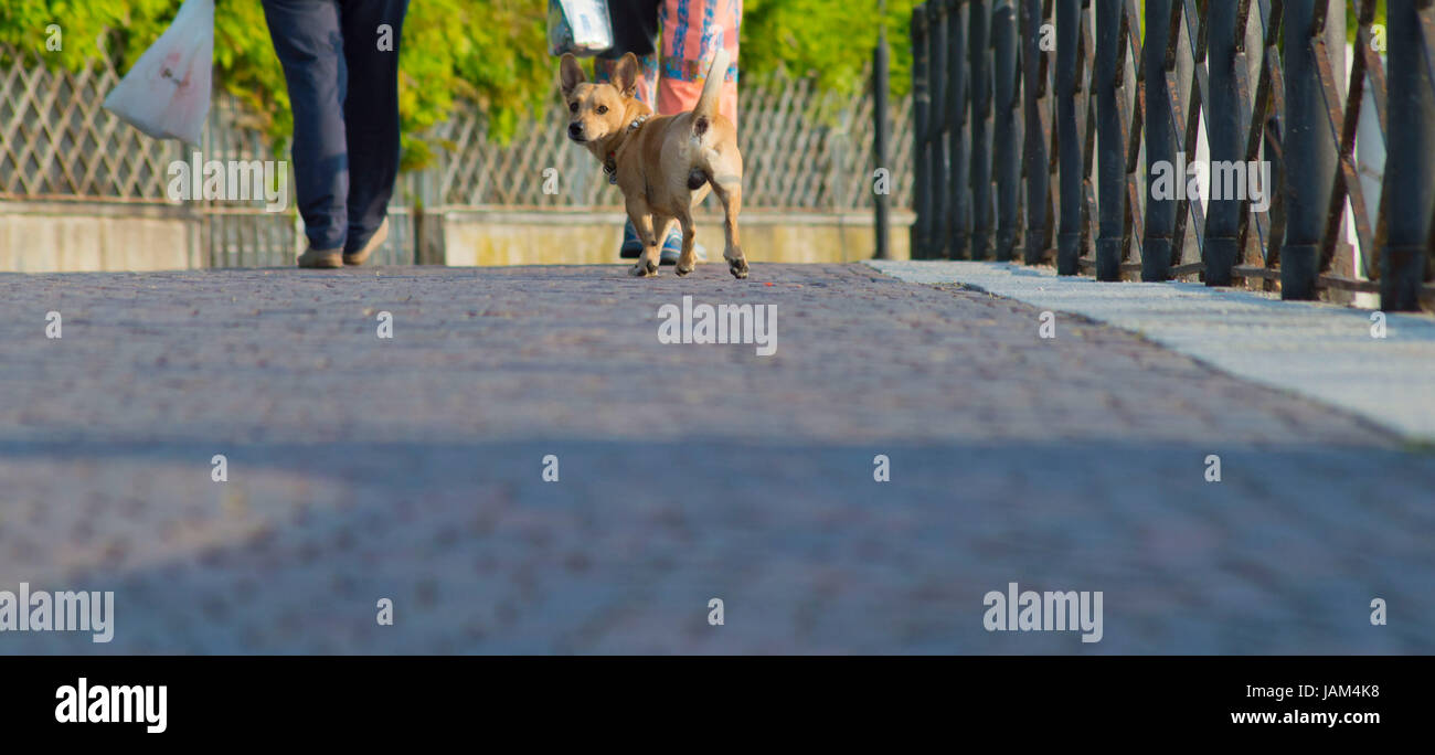 Stray dog and italy hi-res stock photography and images - Alamy