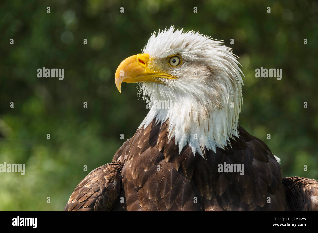American heroic hi-res stock photography and images - Alamy