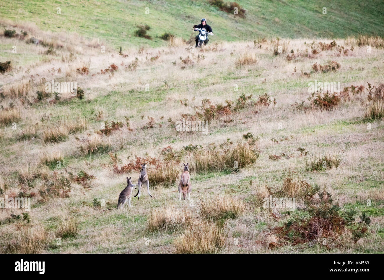 farmer on motorbike running the kangaroo out of his field in Australia ...