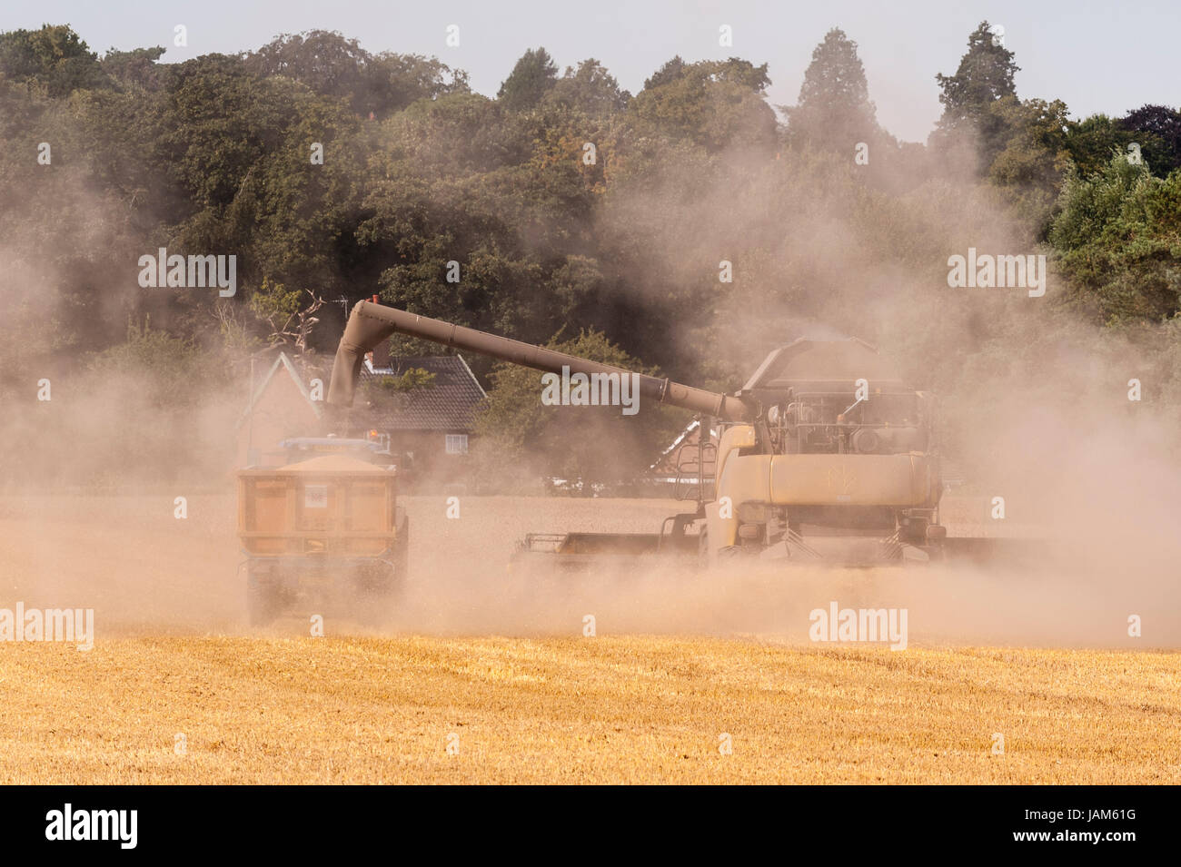 A New Holland combine harvester emptying corn into a trailer in a field ...