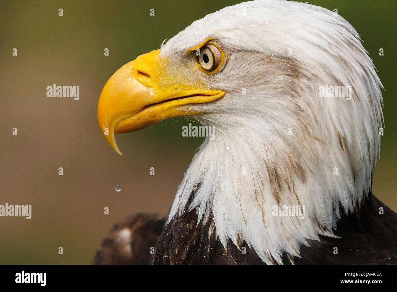 American eagle water dripping from it's beak Stock Photo - Alamy