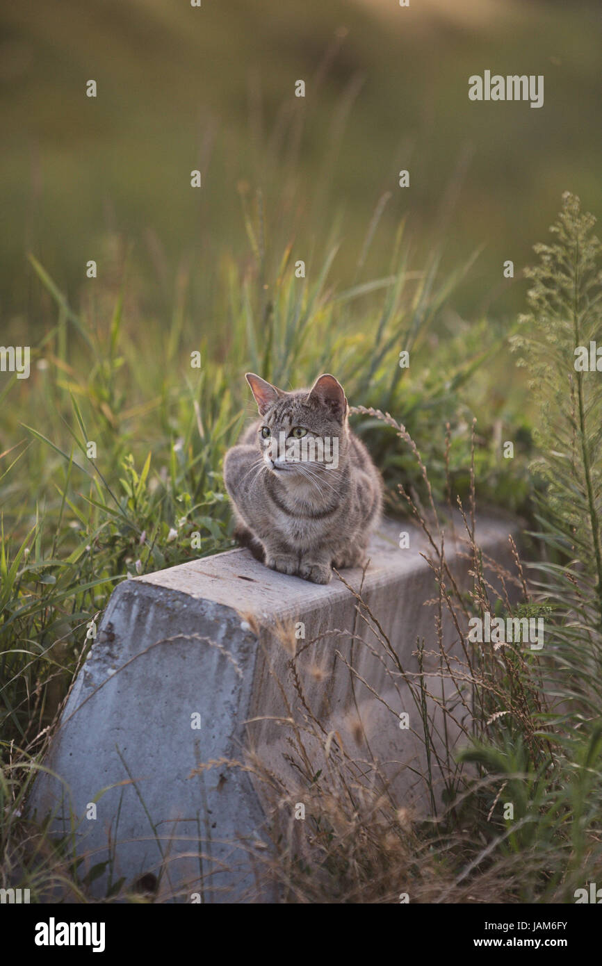 Cat laying on concrete hi-res stock photography and images - Alamy