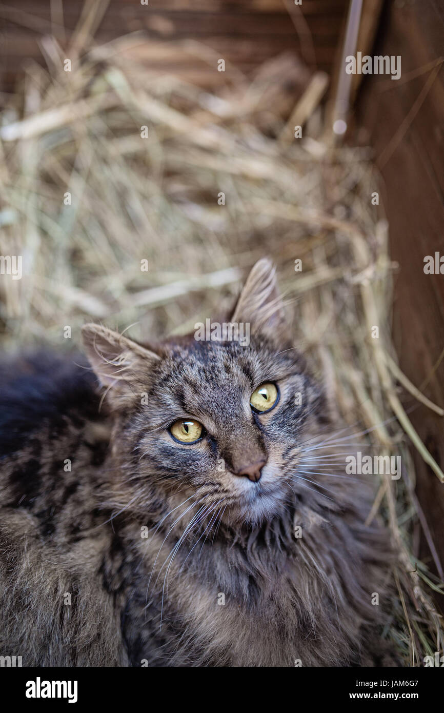 Domestic cat on the straw Stock Photo - Alamy