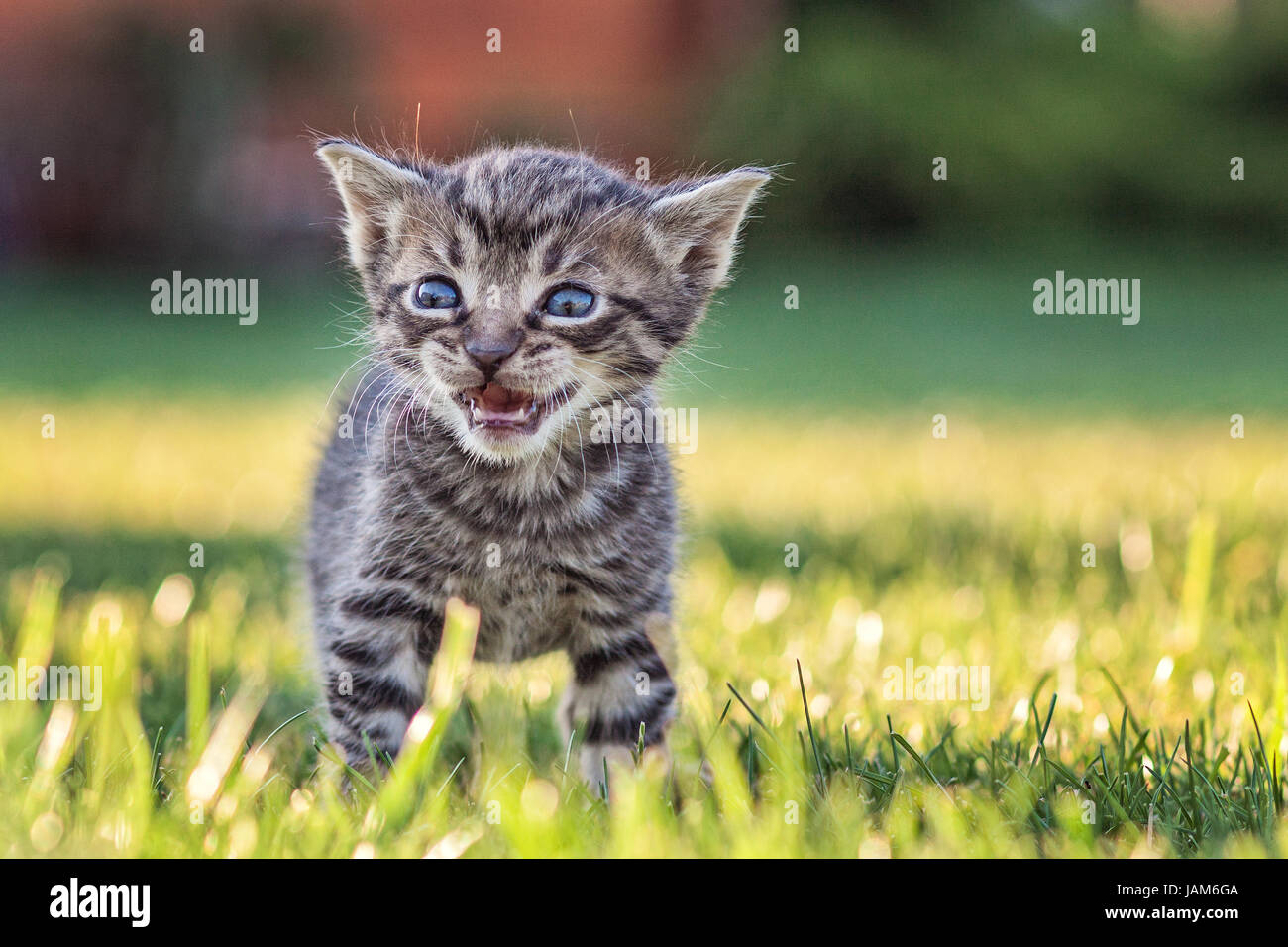 Little domestic cat in the garden Stock Photo - Alamy