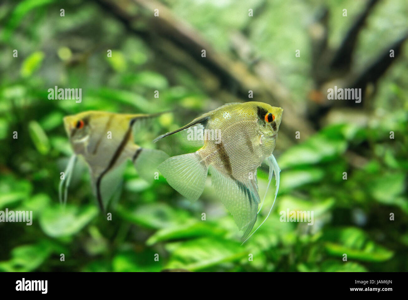 Angelfish in aquarium Stock Photo - Alamy