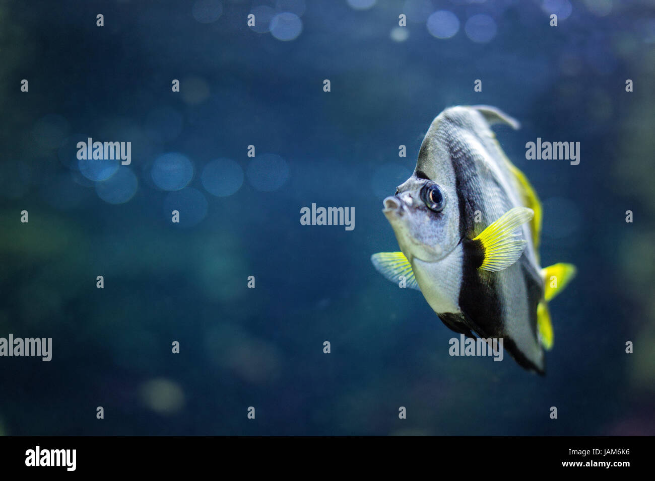 Sailfish, saltwater fish Stock Photo - Alamy