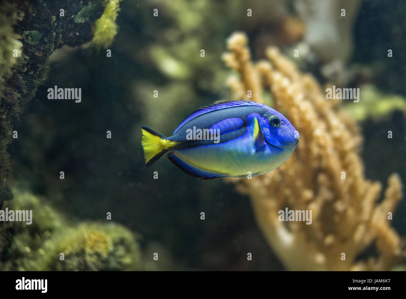 Blue tang fish hi-res stock photography and images - Alamy