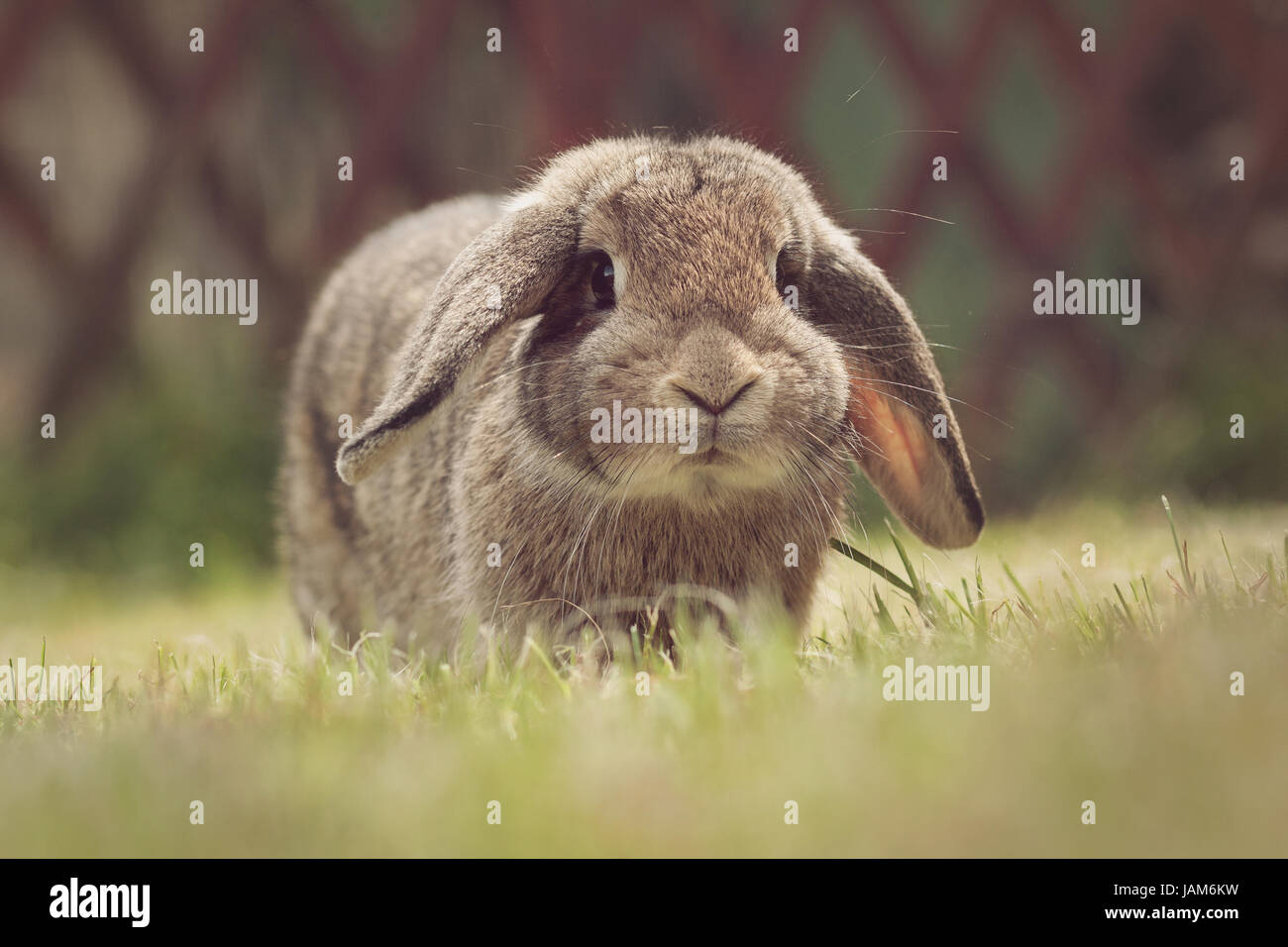 Rabbit in grass Stock Photo - Alamy