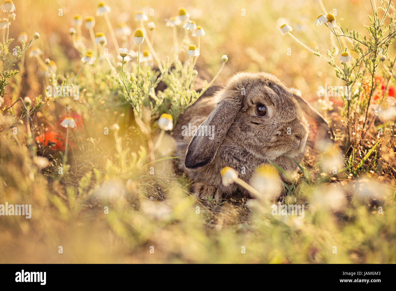 Bunny on camomile meadow Stock Photo - Alamy