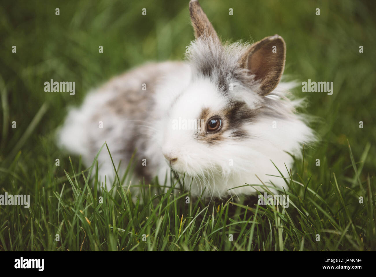 Bunny in grass hi-res stock photography and images - Alamy