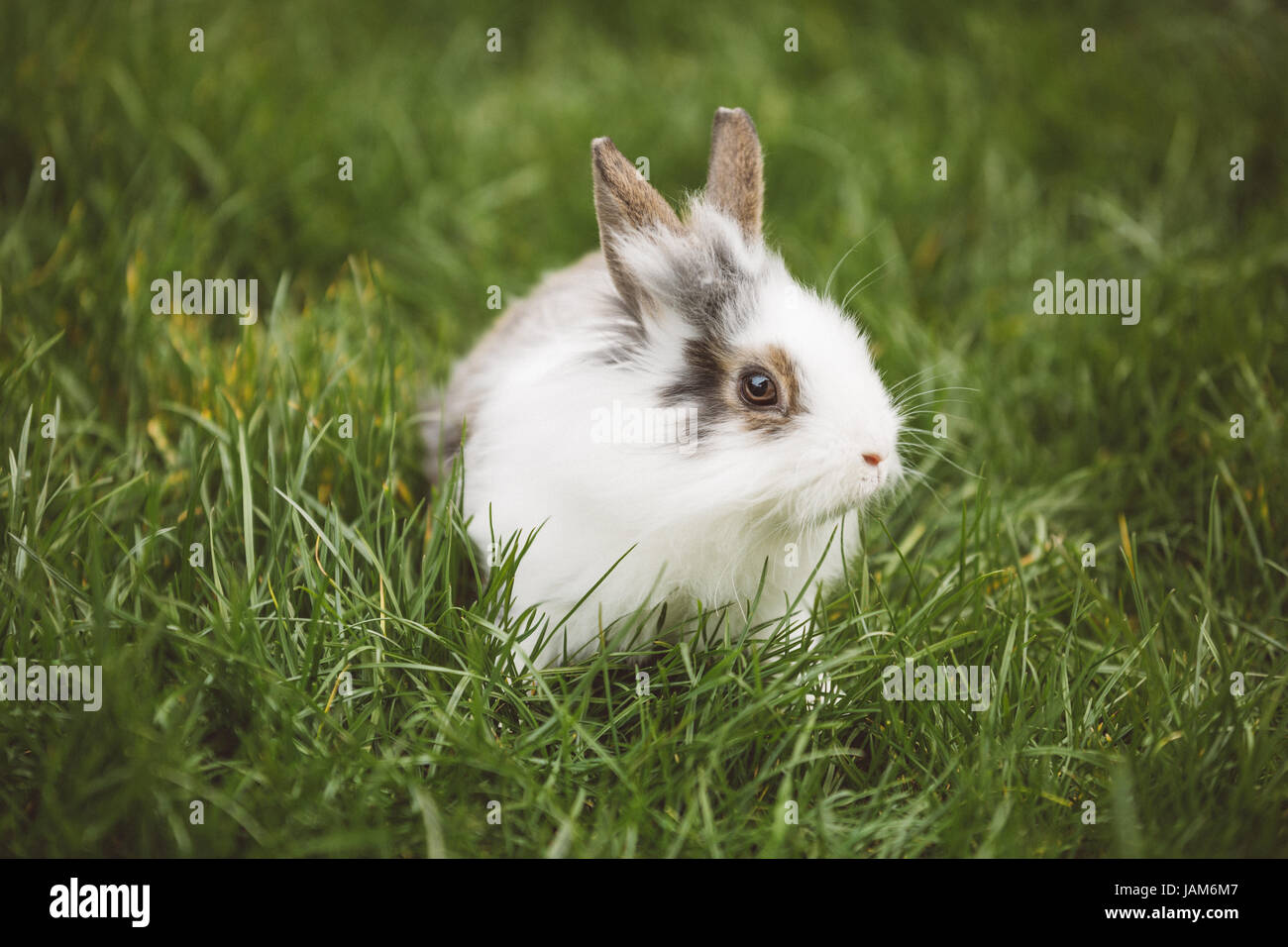 Bunny in grass Stock Photo - Alamy