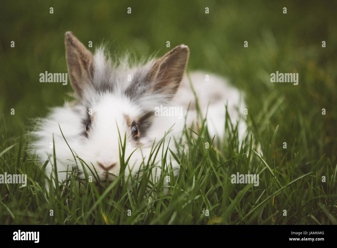 Bunny in grass Stock Photo - Alamy