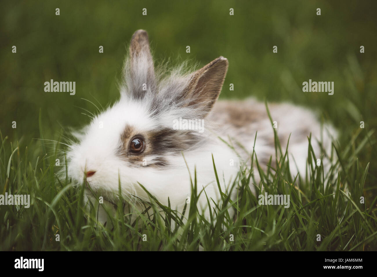 Bunny in grass hi-res stock photography and images - Alamy