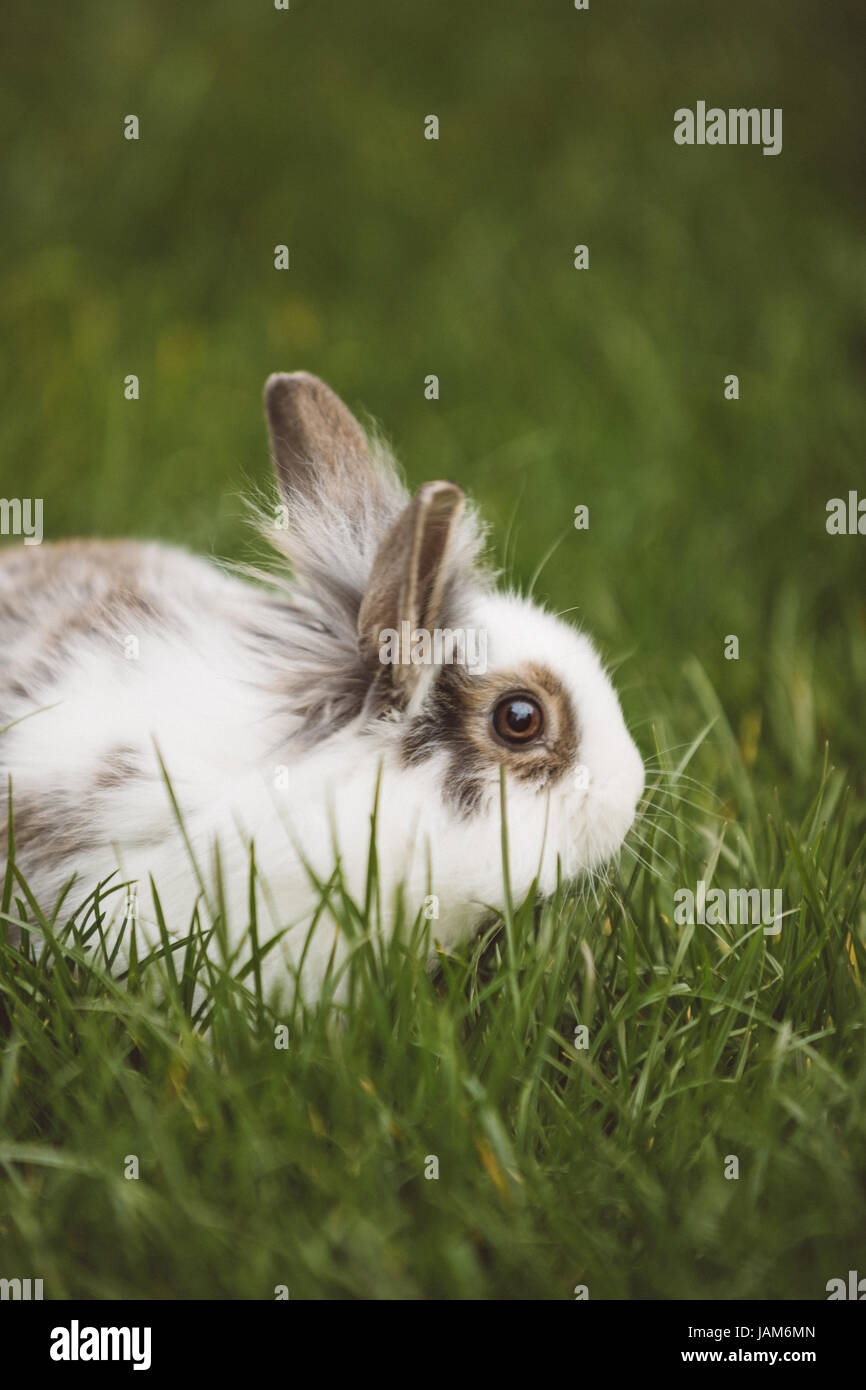 Bunny in grass Stock Photo - Alamy