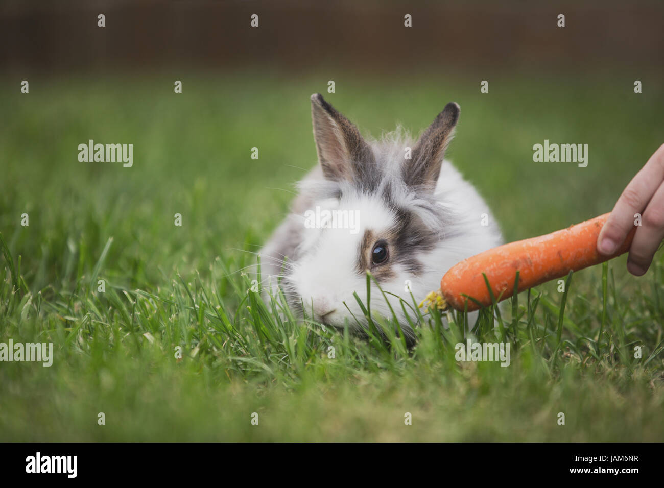 Girl feeding rabbit with carrot Stock Photo - Alamy