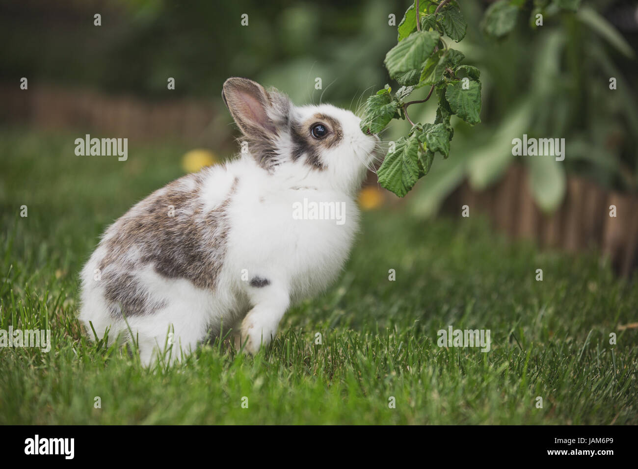 Curious rabbit sitting in the garden Stock Photo - Alamy